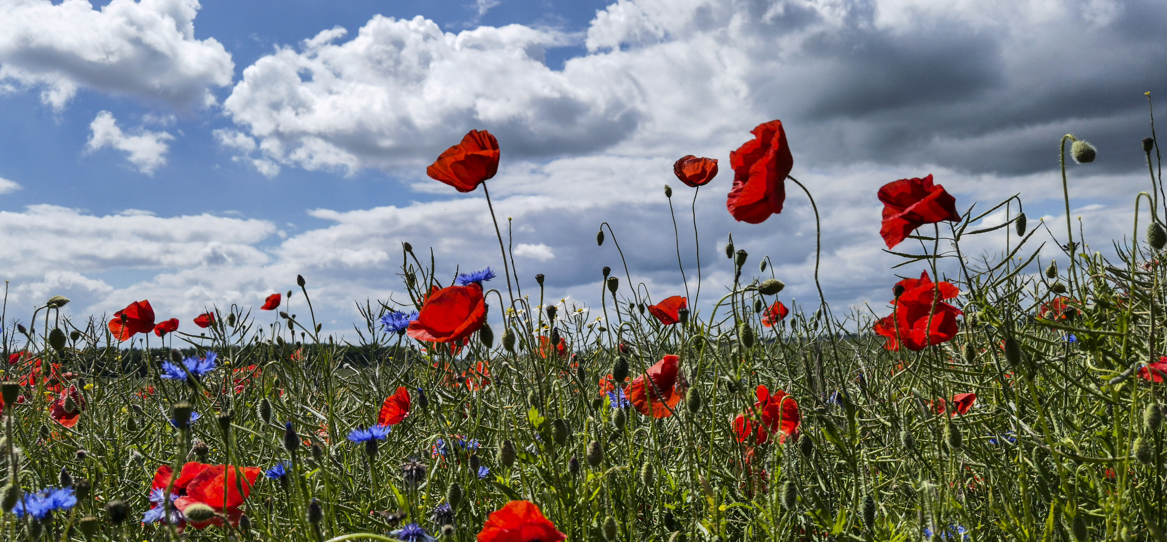 Mohnfeld Foto & Bild | deutschland, europe, mecklenburg- vorpommern ...