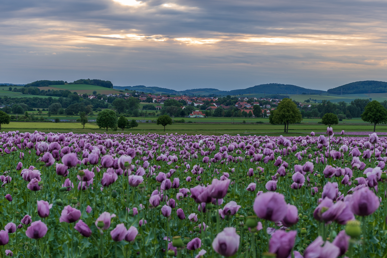 Mohnfeld ... Foto & Bild | pflanzen, pilze & flechten, getreide und ...