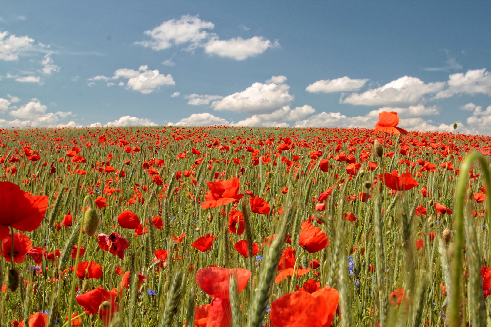 Mohnfeld Foto & Bild | himmel, felder, natur Bilder auf fotocommunity