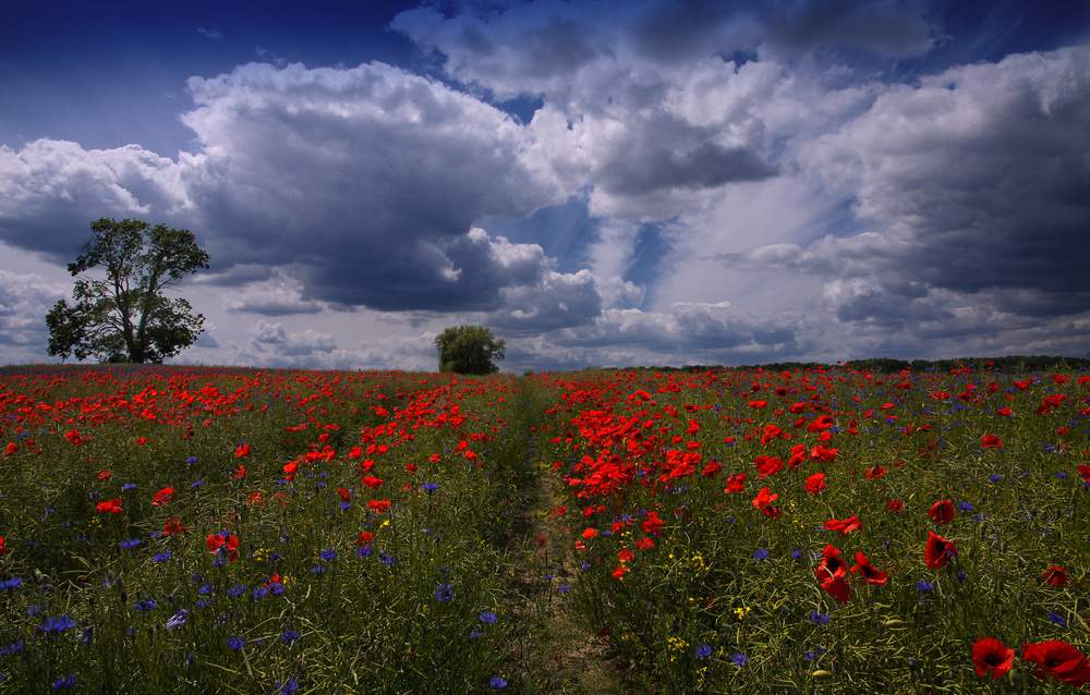 Mohnfeld ... Foto & Bild | landschaft, Äcker, felder & wiesen, kloster ...