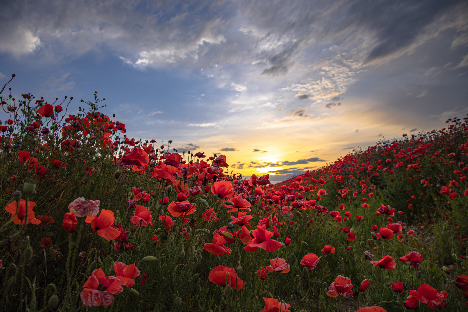 Mohnfeld am Morgen Foto & Bild | landschaft, Äcker, felder & wiesen ...