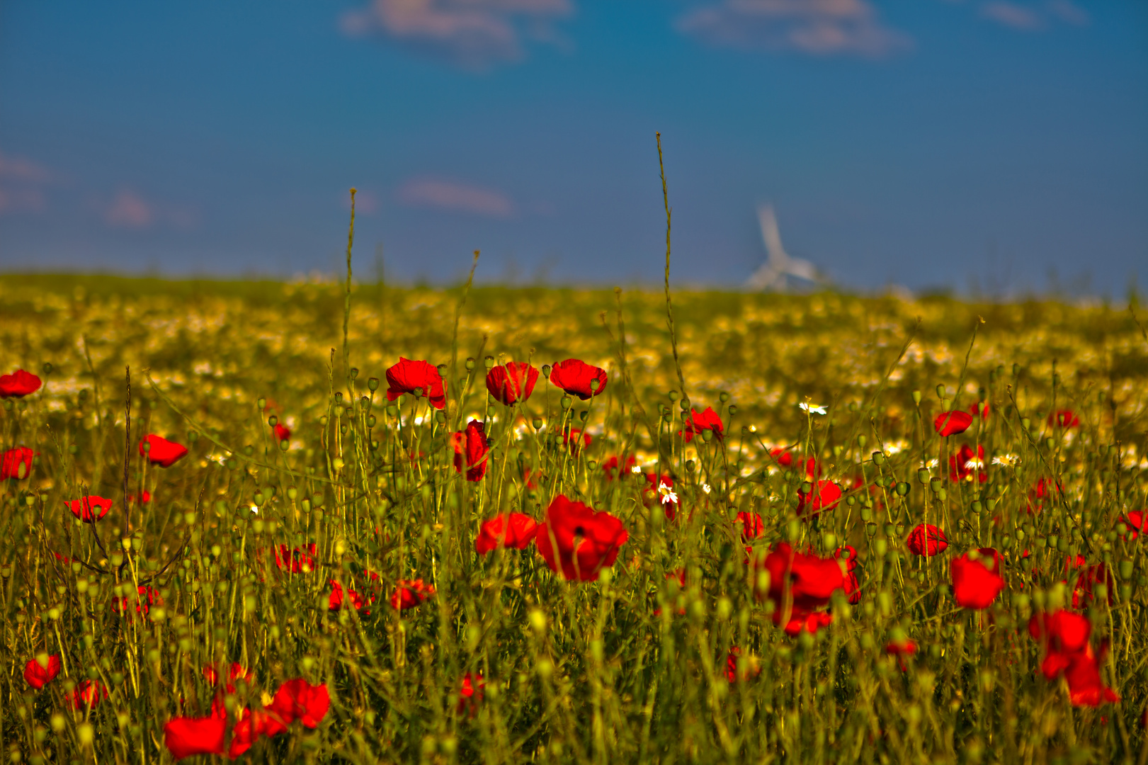 Mohnfeld auf dem Kronsberg in Hannover Foto & Bild | pflanzen, pilze ...