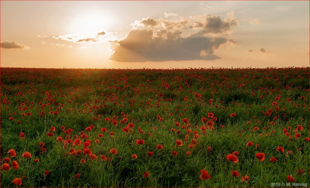 Mohnfeld Foto & Bild | landschaft, Äcker, felder & wiesen, blumen und ...