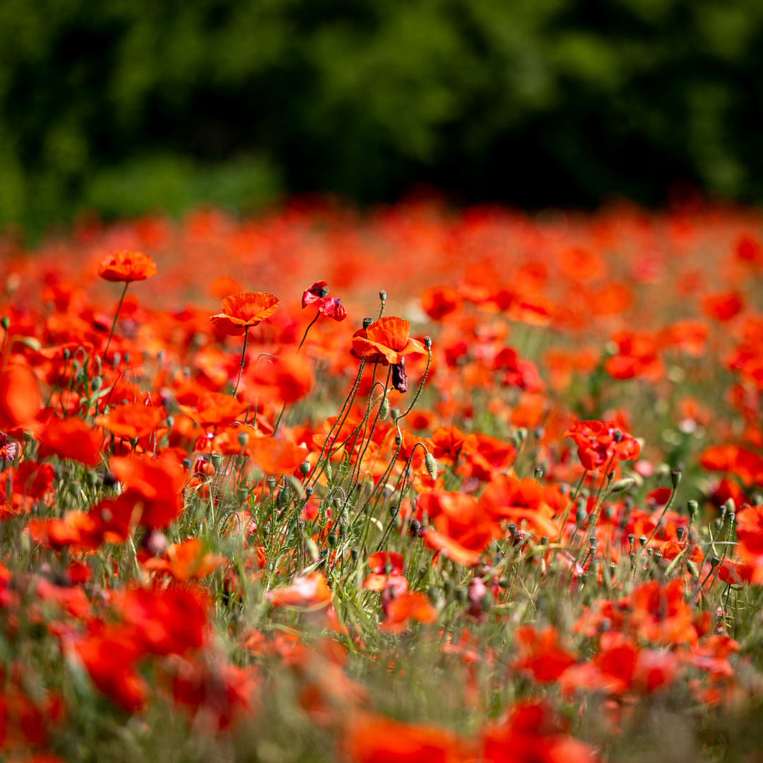 Mohnfeld Foto & Bild | landschaft, jahreszeiten, sommer Bilder auf ...