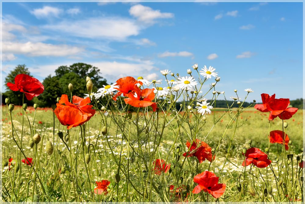 Mohnfeld Foto & Bild | ostsee, natur, landschaft Bilder auf fotocommunity