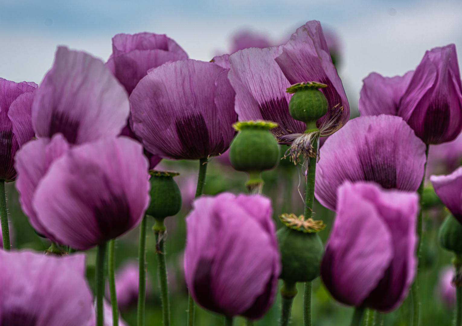 Mohnfeld bei Callenberg (Sachsen) Foto & Bild | landschaft ...