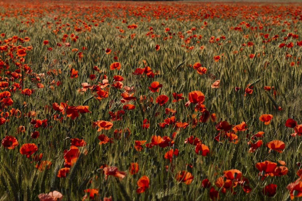 Mohnfeld Foto & Bild | verschiedene, motive Bilder auf fotocommunity