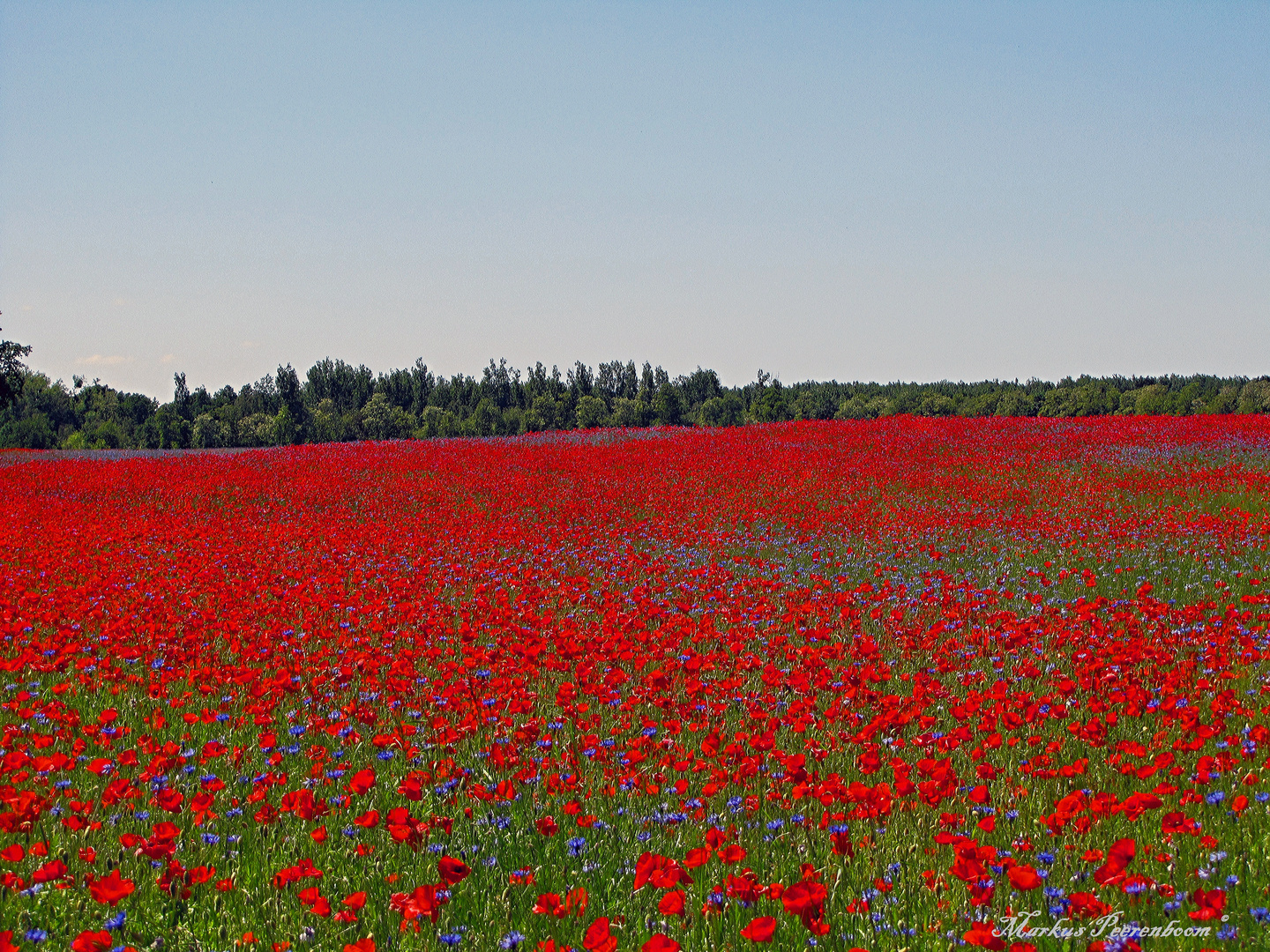Mohnfeld Foto & Bild | deutschland, europe, mecklenburg- vorpommern ...
