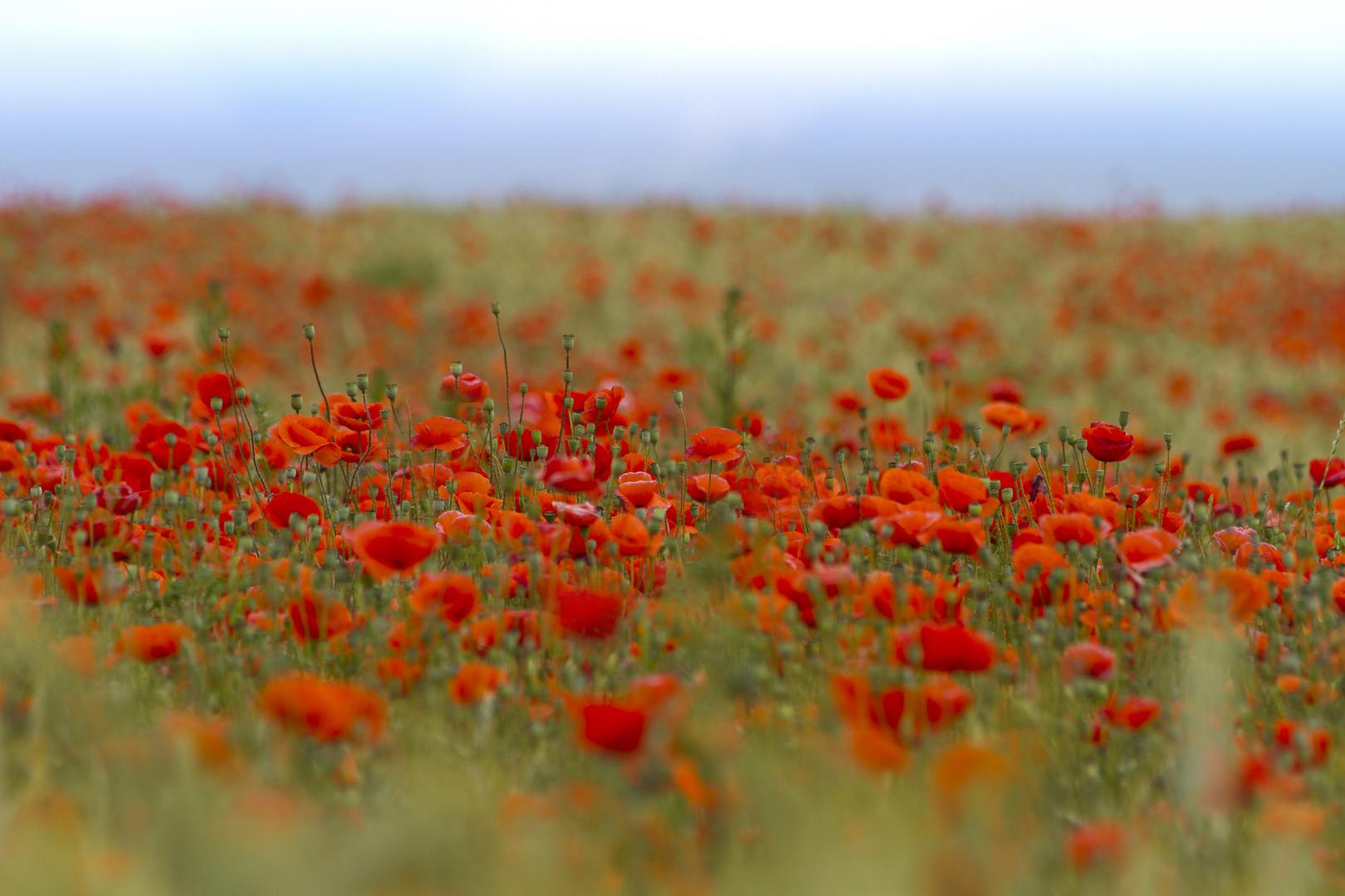 Mohnfeld Foto & Bild | pflanzen, pilze & flechten, blüten ...