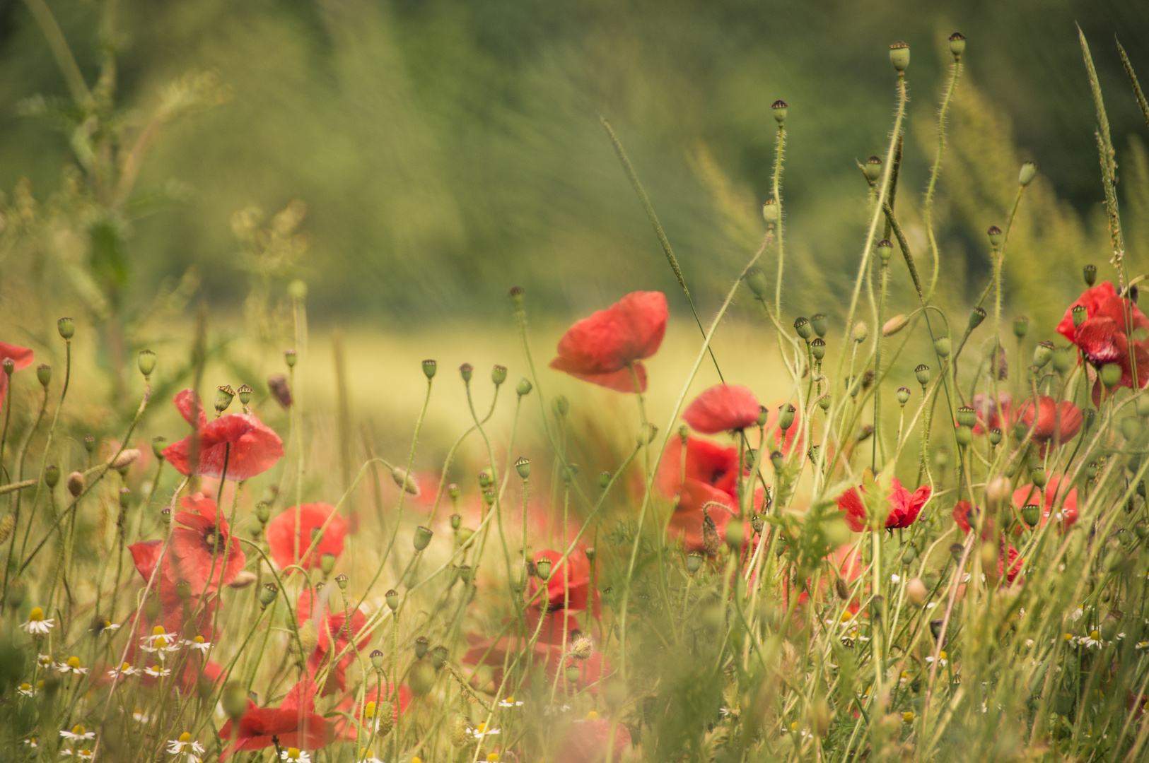 Mohnfeld Foto & Bild | pflanzen, pilze & flechten, blüten ...