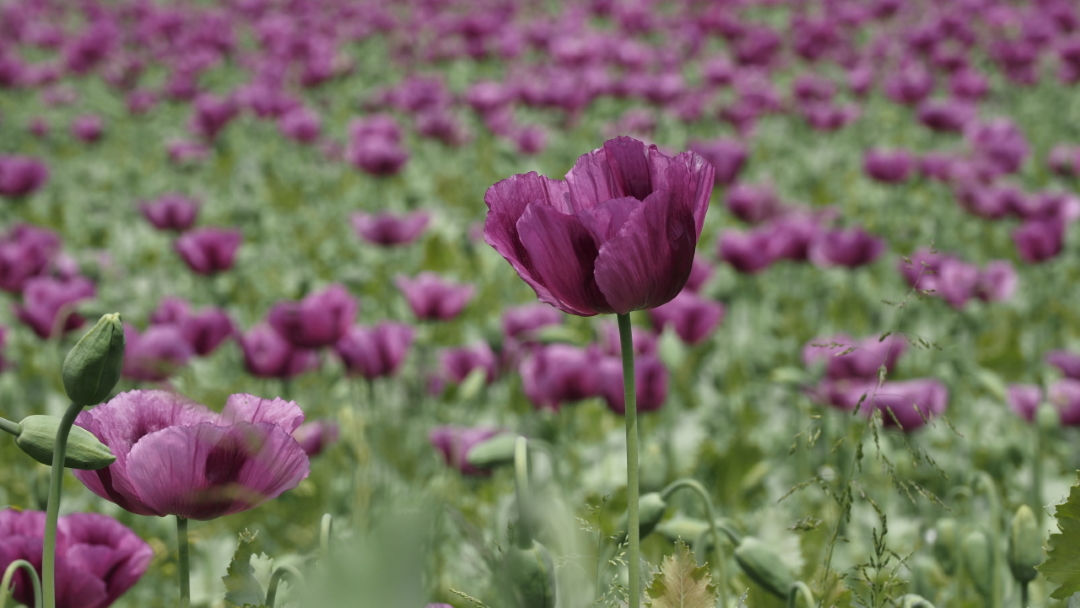 Mohnfeld Foto & Bild | jahreszeiten, frühling, blüte Bilder auf ...