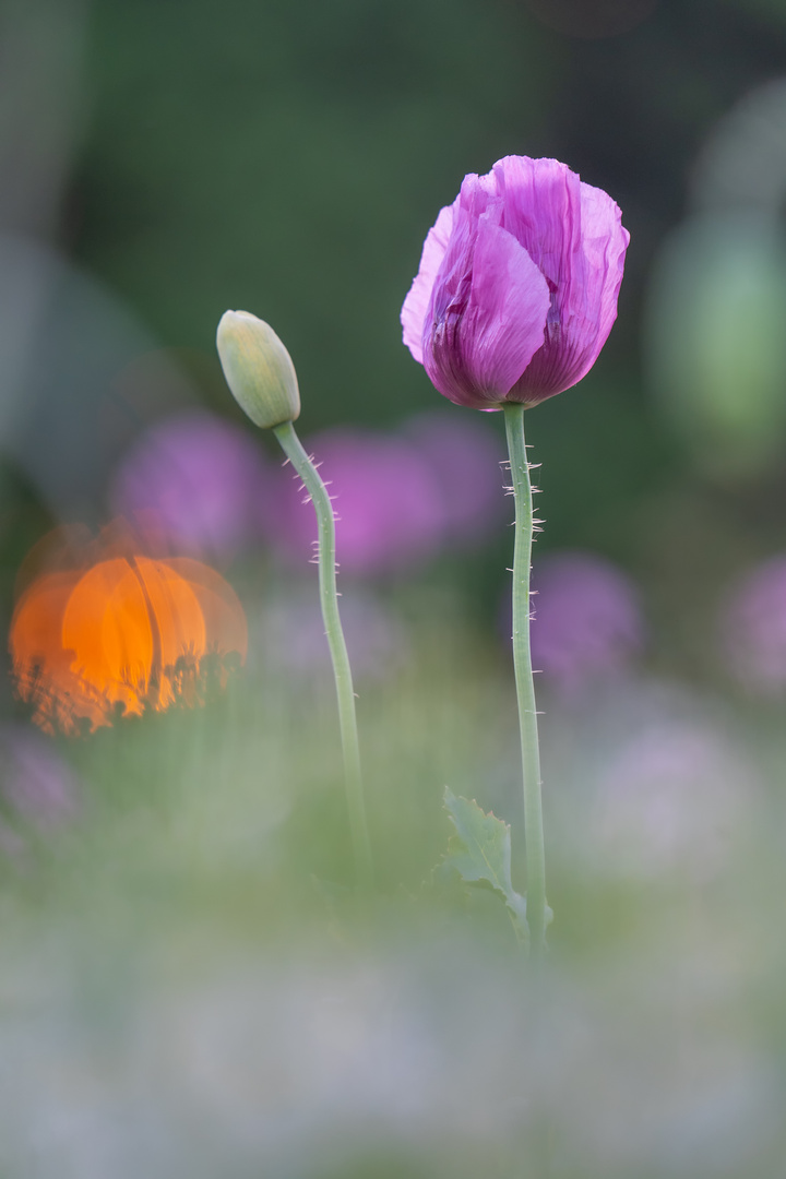 Mohnfeld Foto & Bild | landschaft, kulturlandschaften, feld Bilder auf ...