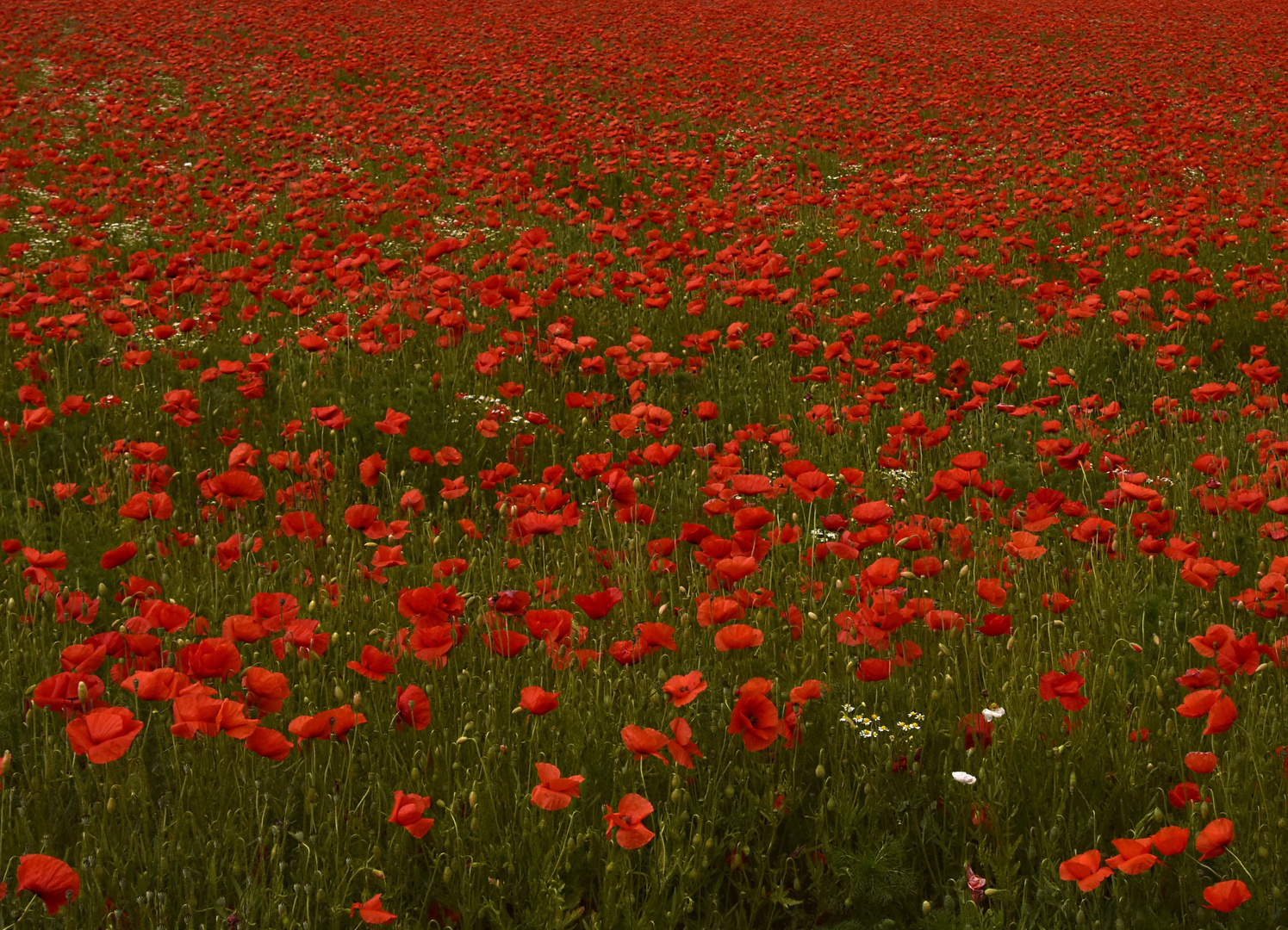 Mohnfeld Foto & Bild | landschaft, jahreszeiten, frühling Bilder auf ...