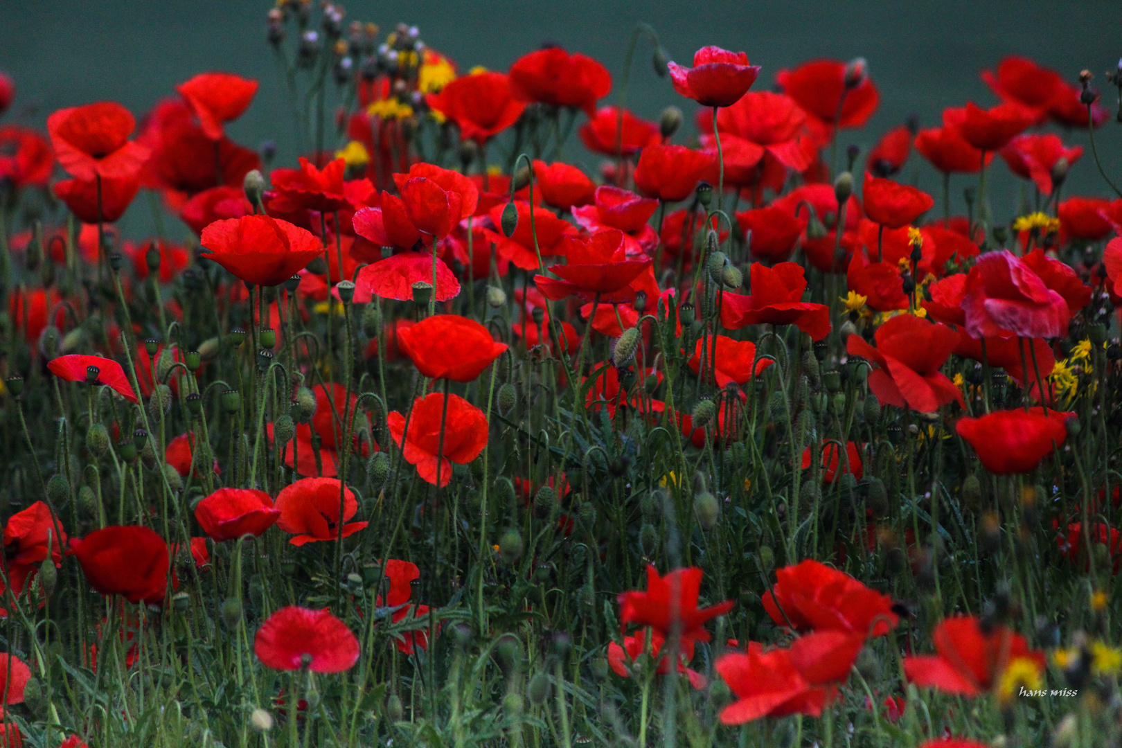 Mohnfeld Foto & Bild | pflanzen, pilze & flechten, natur Bilder auf ...