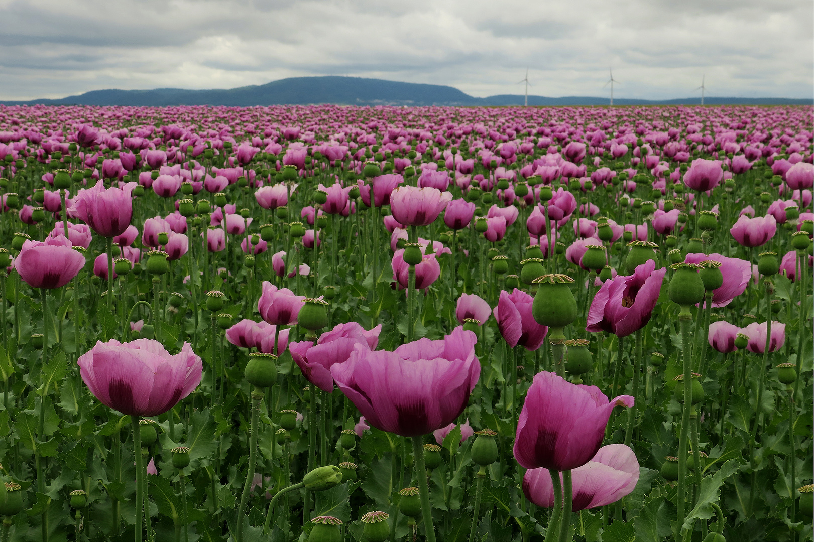 Mohnfeld Foto & Bild | pflanzen, pilze & flechten, landschaft, blüten ...