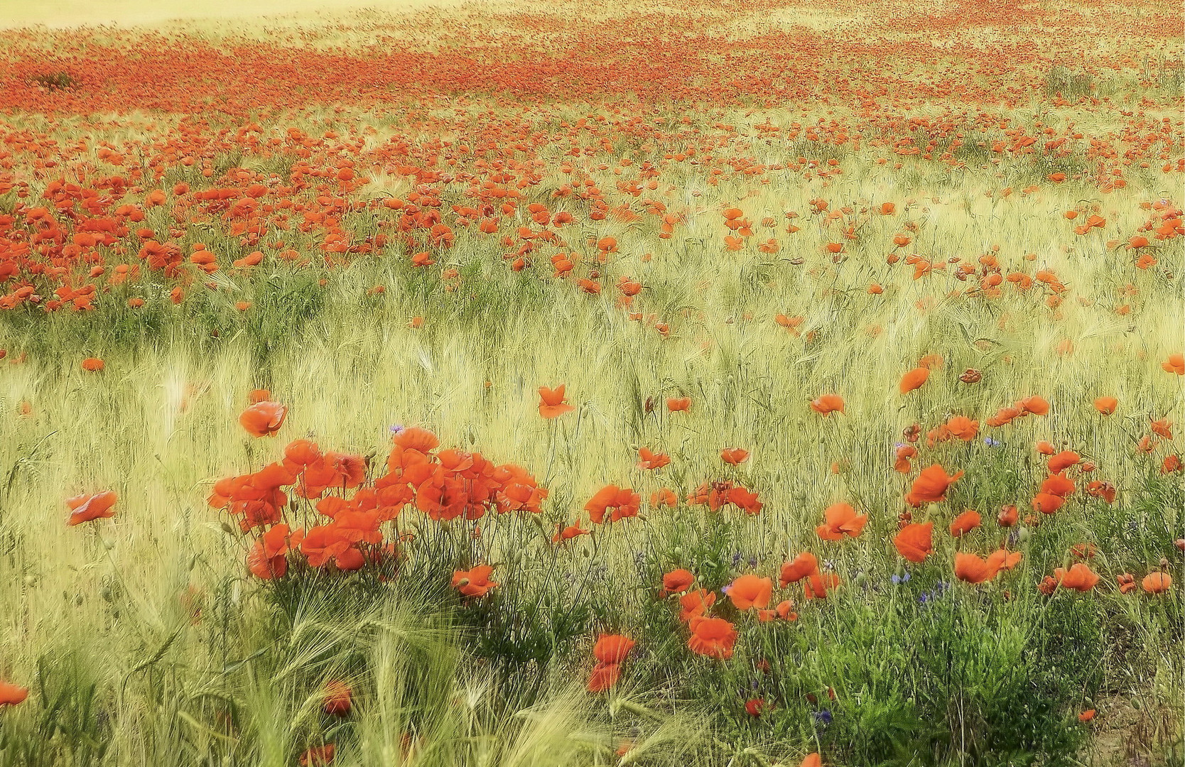 °Mohnfeld° Foto & Bild | landschaft, sommer, mohn Bilder auf fotocommunity