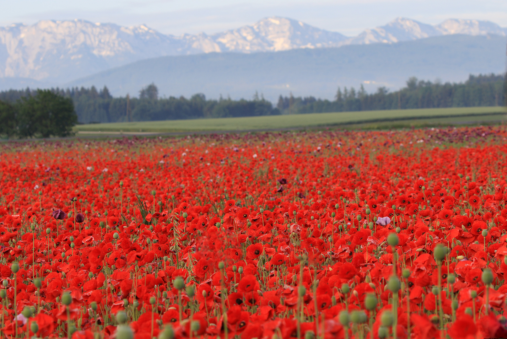 Mohnfeld Foto & Bild | europe, Österreich, landschaft Bilder auf ...