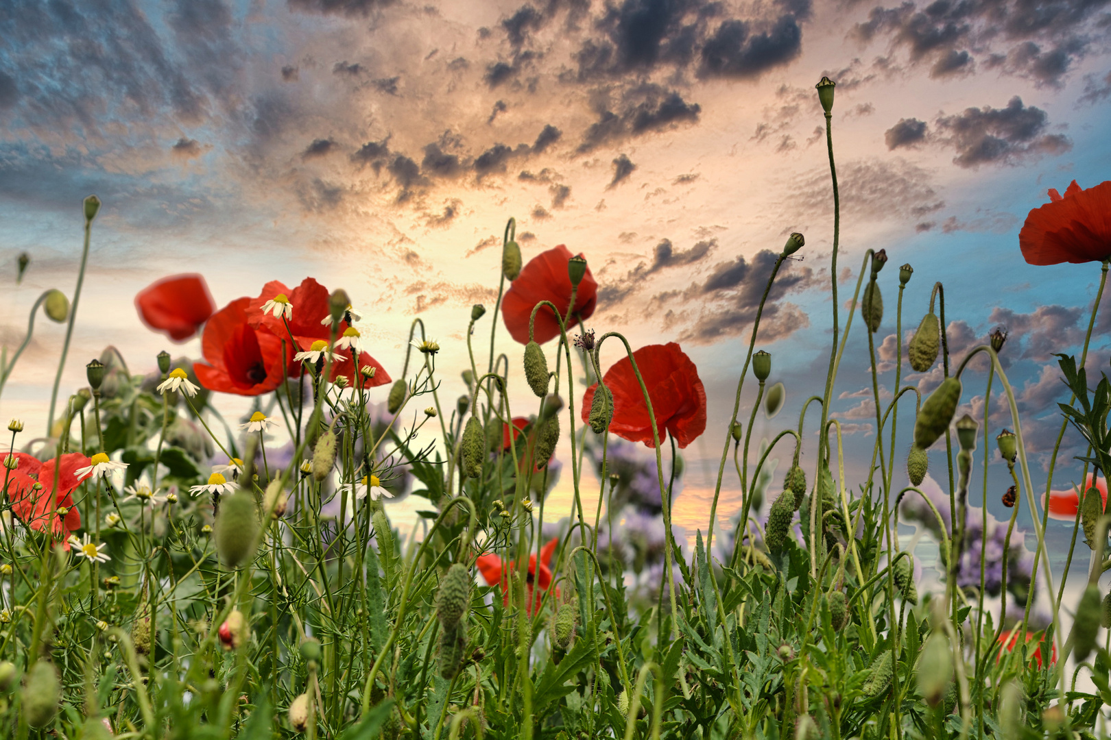 Mohnfeld Foto & Bild | Bilder auf fotocommunity