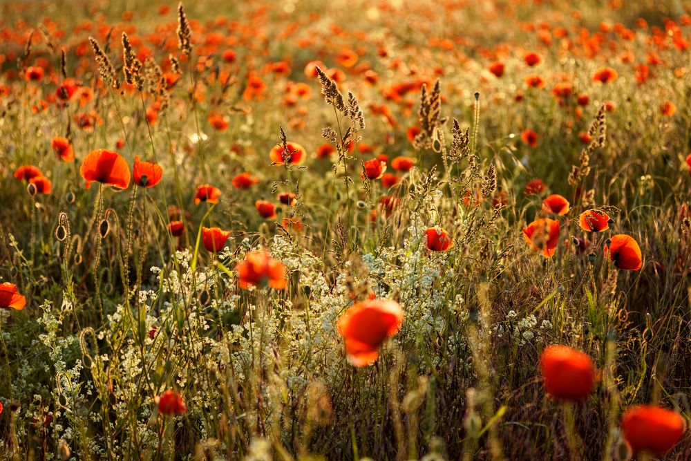 Mohnfeld II Foto & Bild | landschaft, natur, mohn Bilder auf fotocommunity
