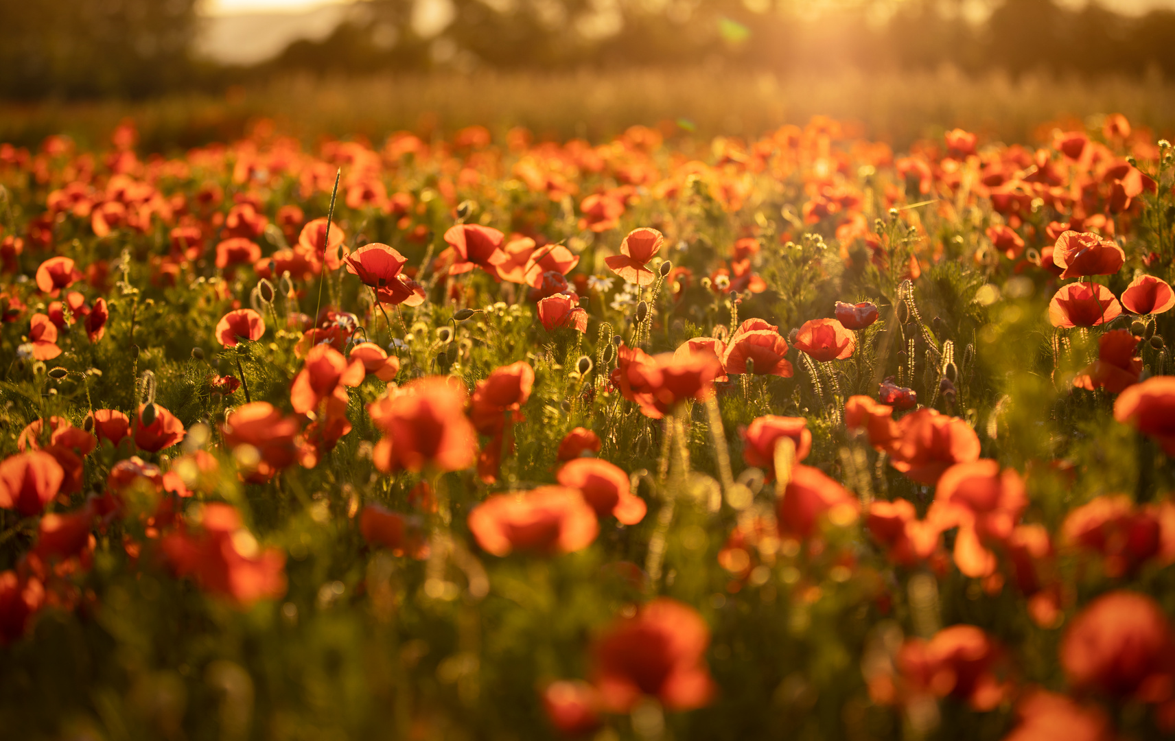 Mohnfeld im Gegenlicht... Foto & Bild | deutschland, europe, rheinland ...