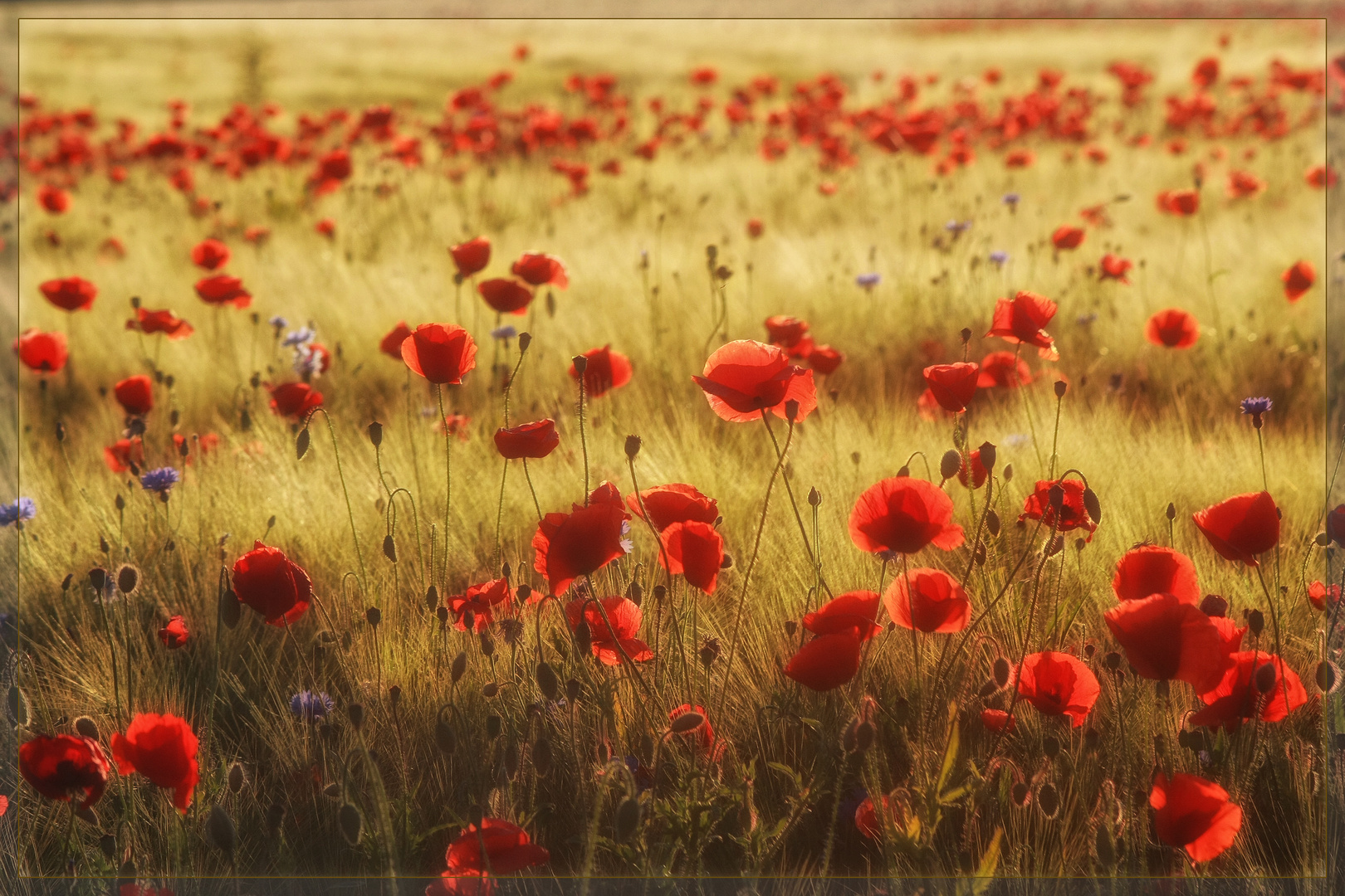 Mohnfeld im Gegenlicht Foto & Bild | pflanzen, pilze & flechten ...
