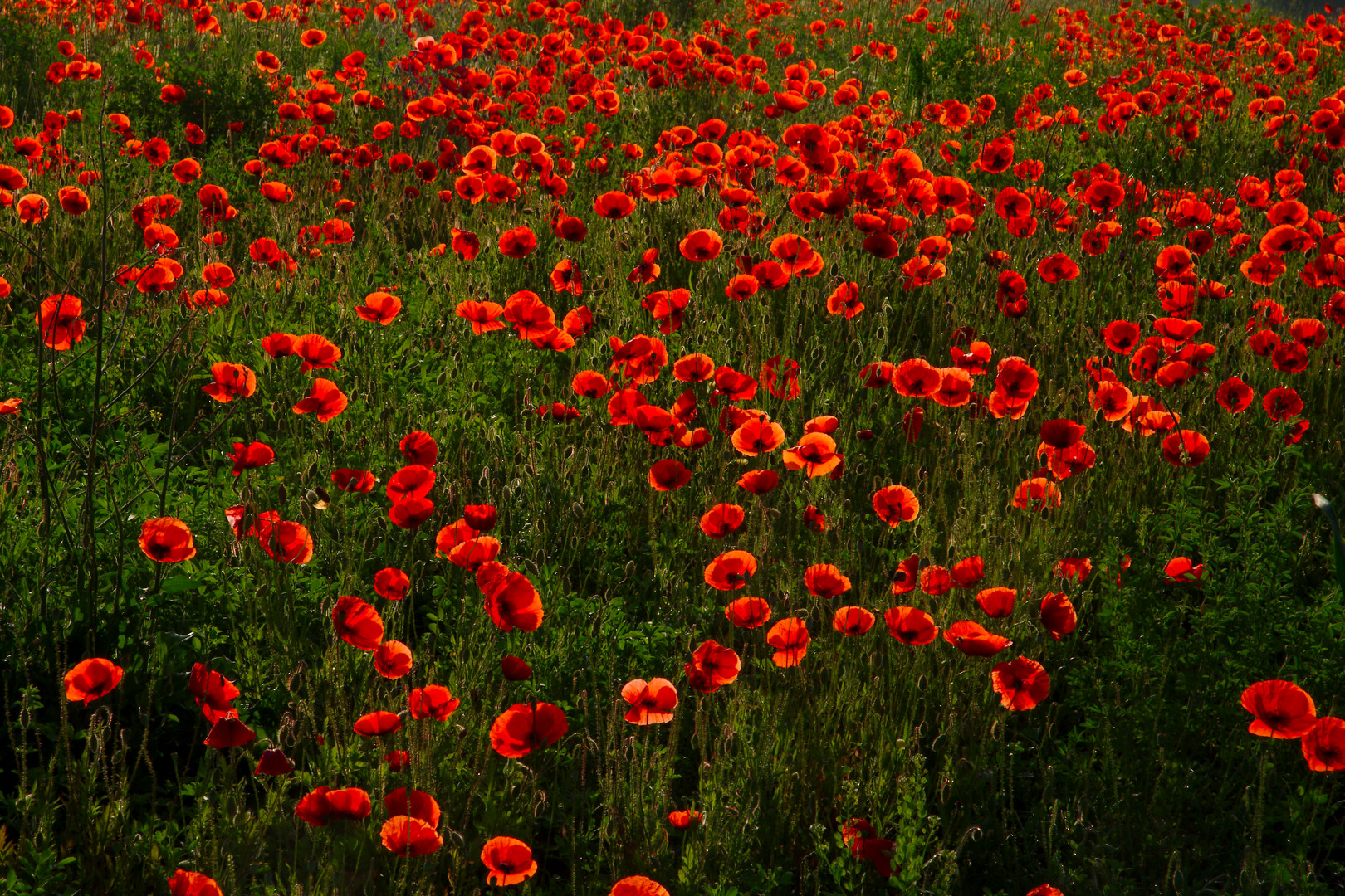 Mohnfeld im Morgenlicht Foto & Bild | mohnfeld, natur, morgenlicht ...