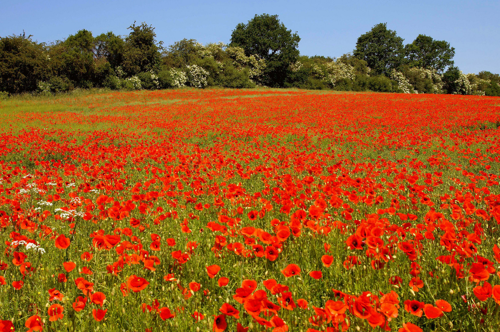 Mohnfeld in Lippe Foto & Bild | pflanzen, pilze & flechten, blüten ...