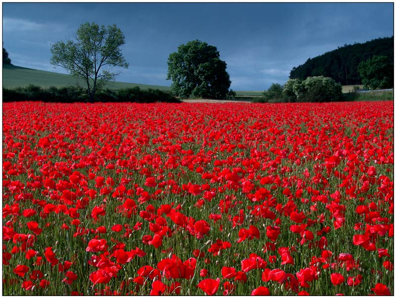 Mohnfeld pur Foto & Bild | pflanzen, pilze & flechten, blüten ...
