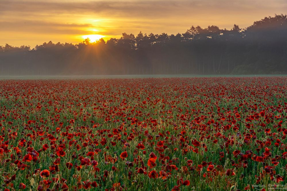 Mohnfeld Sonnenaufgang Foto & Bild | red, rot, mohnfeld Bilder auf ...