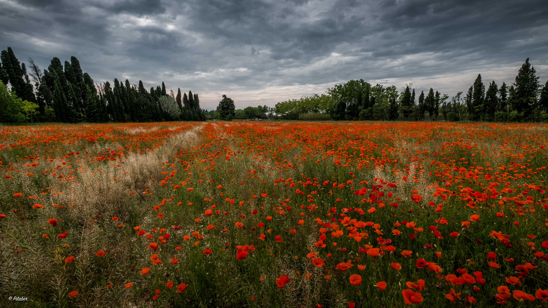 Mohnfeld XXL Foto & Bild | europe, france, provence-alpes-côte d'azur ...
