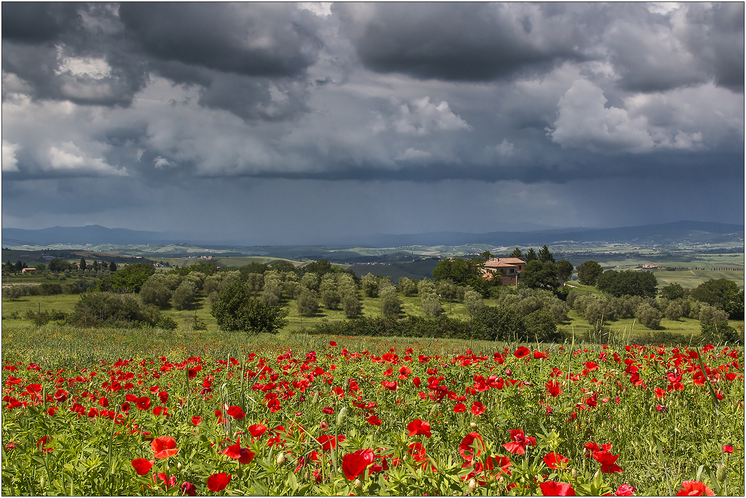 Mohnfelder Foto & Bild | fotos, italy, world Bilder auf fotocommunity