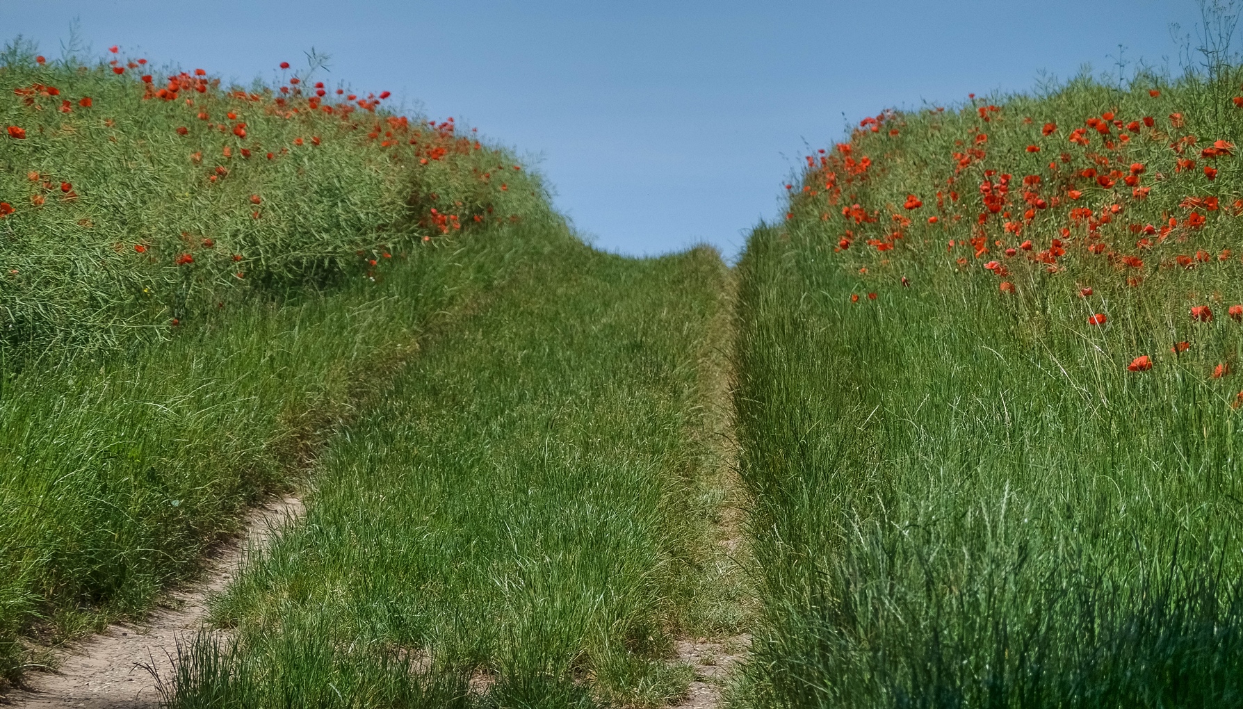Mohnfelder Foto & Bild | deutschland, europe, baden- württemberg Bilder ...