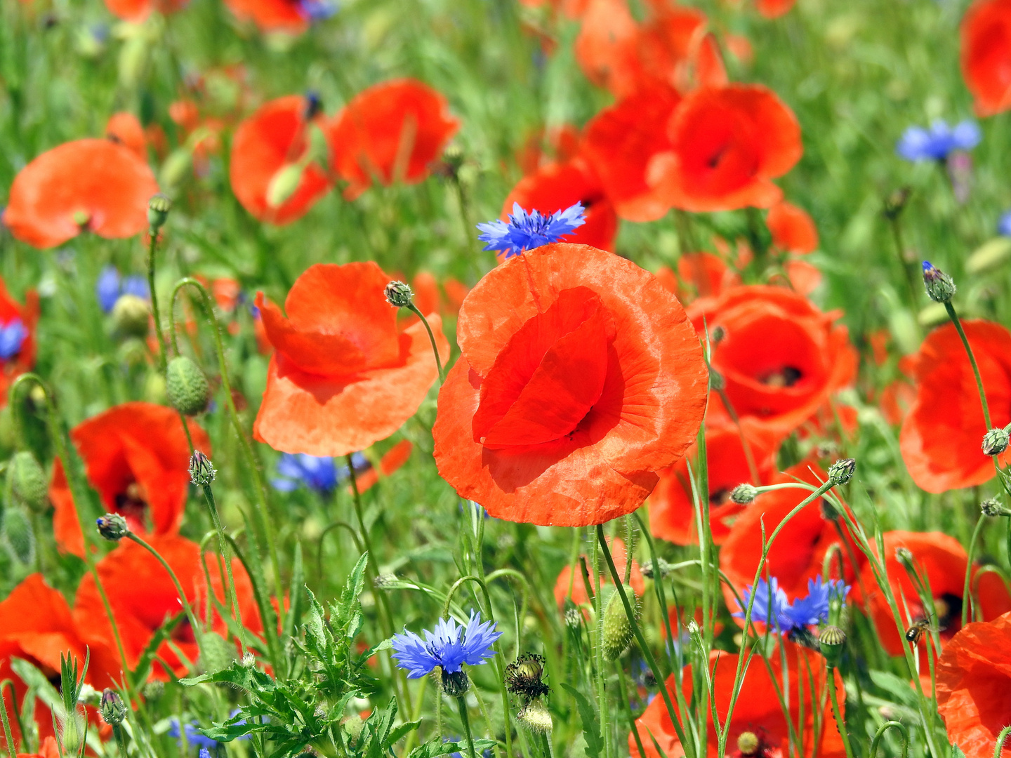 Mohnfelder ... Foto & Bild | pflanzen, pilze & flechten, blüten ...