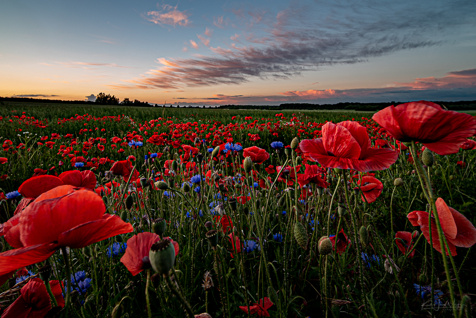 Mohnfelder.... einfach mal die Seele baumeln lassen und die blaue ...