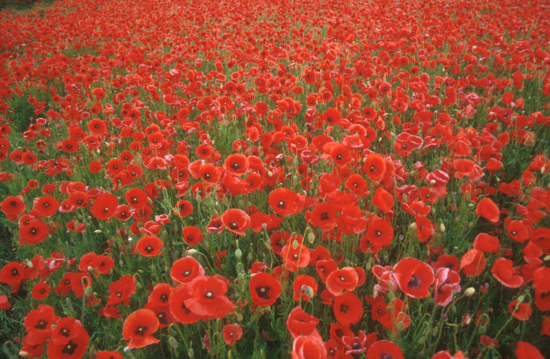 Mohnfelder ....wo war das Modell ???? Foto & Bild | landschaft, natur ...