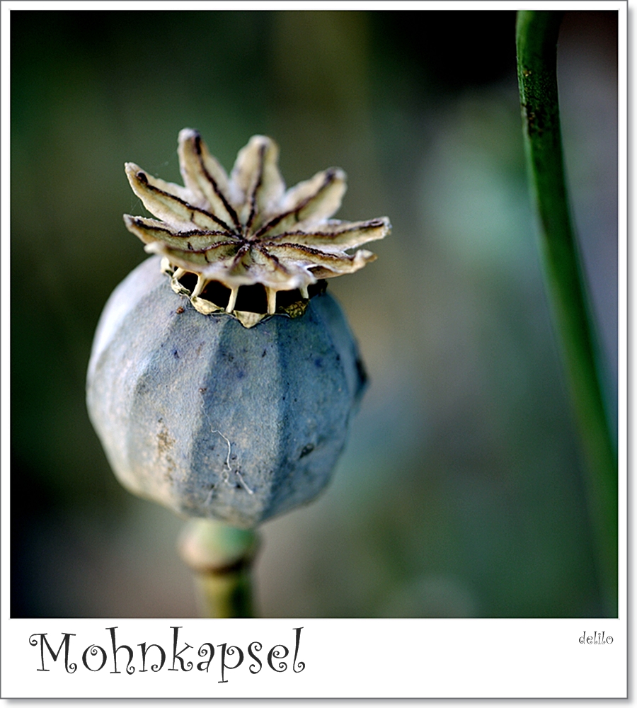 Mohnkapsel Foto & Bild | pflanzen, pilze & flechten, blüten ...