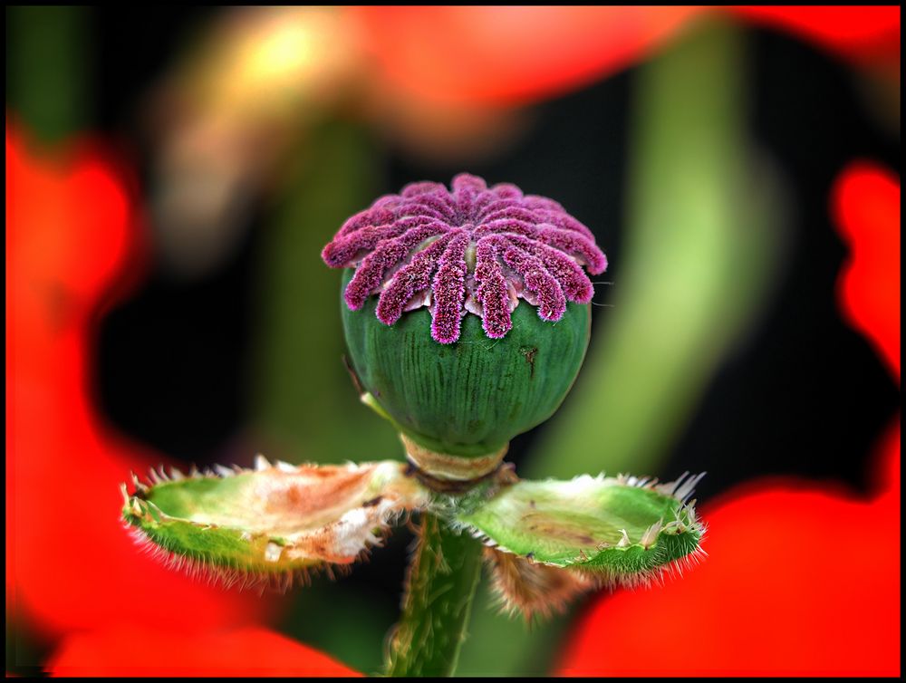 Mohnkapsel Foto & Bild | spezial, natur, hdr Bilder auf fotocommunity