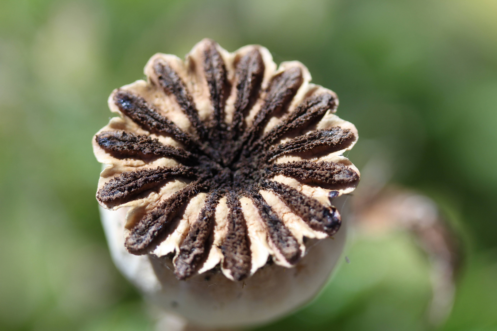 Mohnkapsel Foto & Bild | pflanzen, pilze & flechten, blüten ...