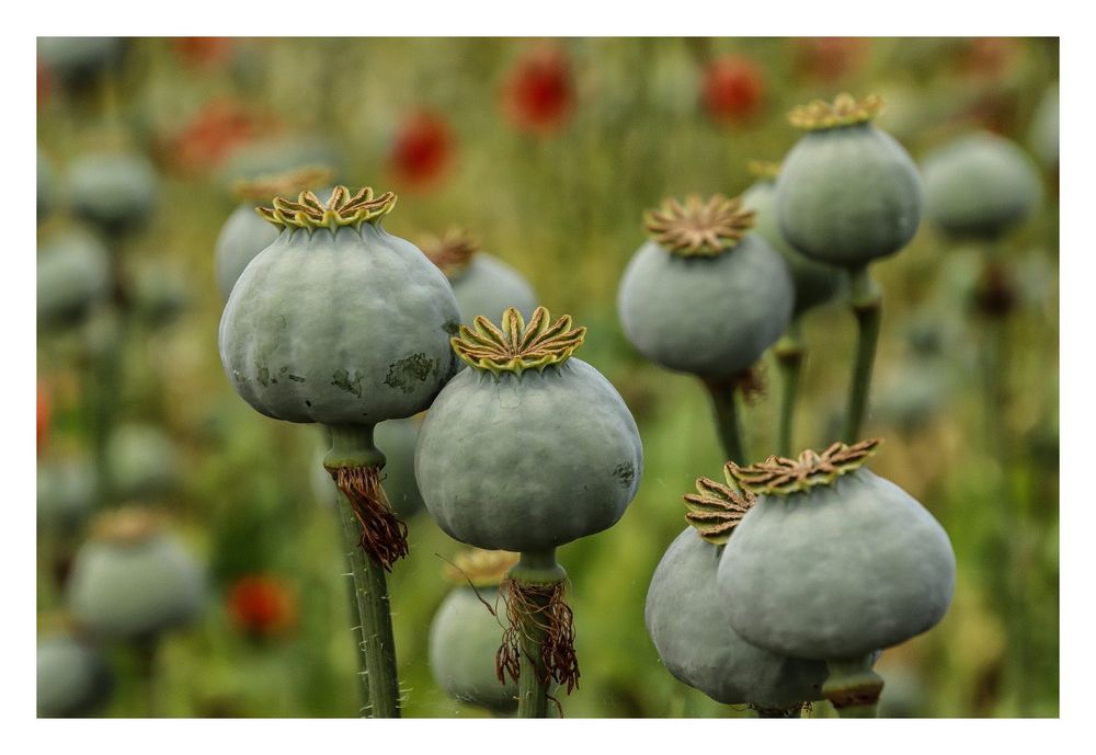 Mohnkapseln Foto & Bild | sommer, licht, felder Bilder auf fotocommunity