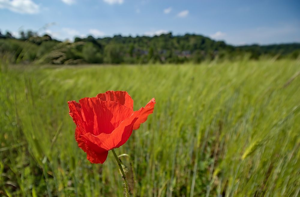 Mohnlight Foto & Bild | rot, felder, natur Bilder auf fotocommunity