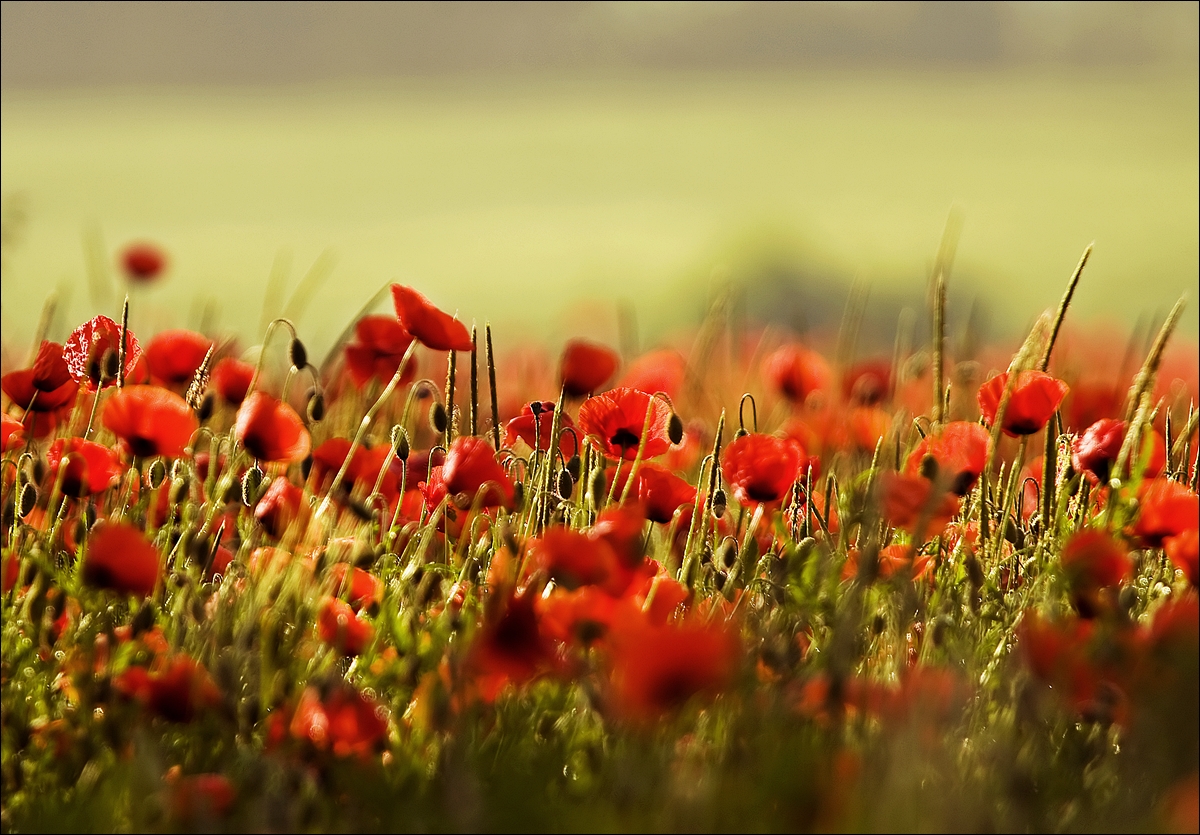 mohnlight Foto & Bild | rot, mohnfeld, felder Bilder auf fotocommunity