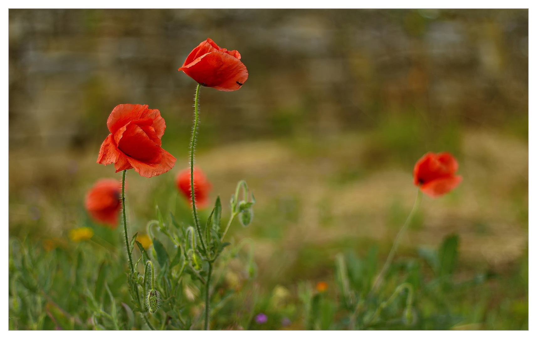 Mohnlight Foto & Bild | rot, outdoor, mohn Bilder auf fotocommunity