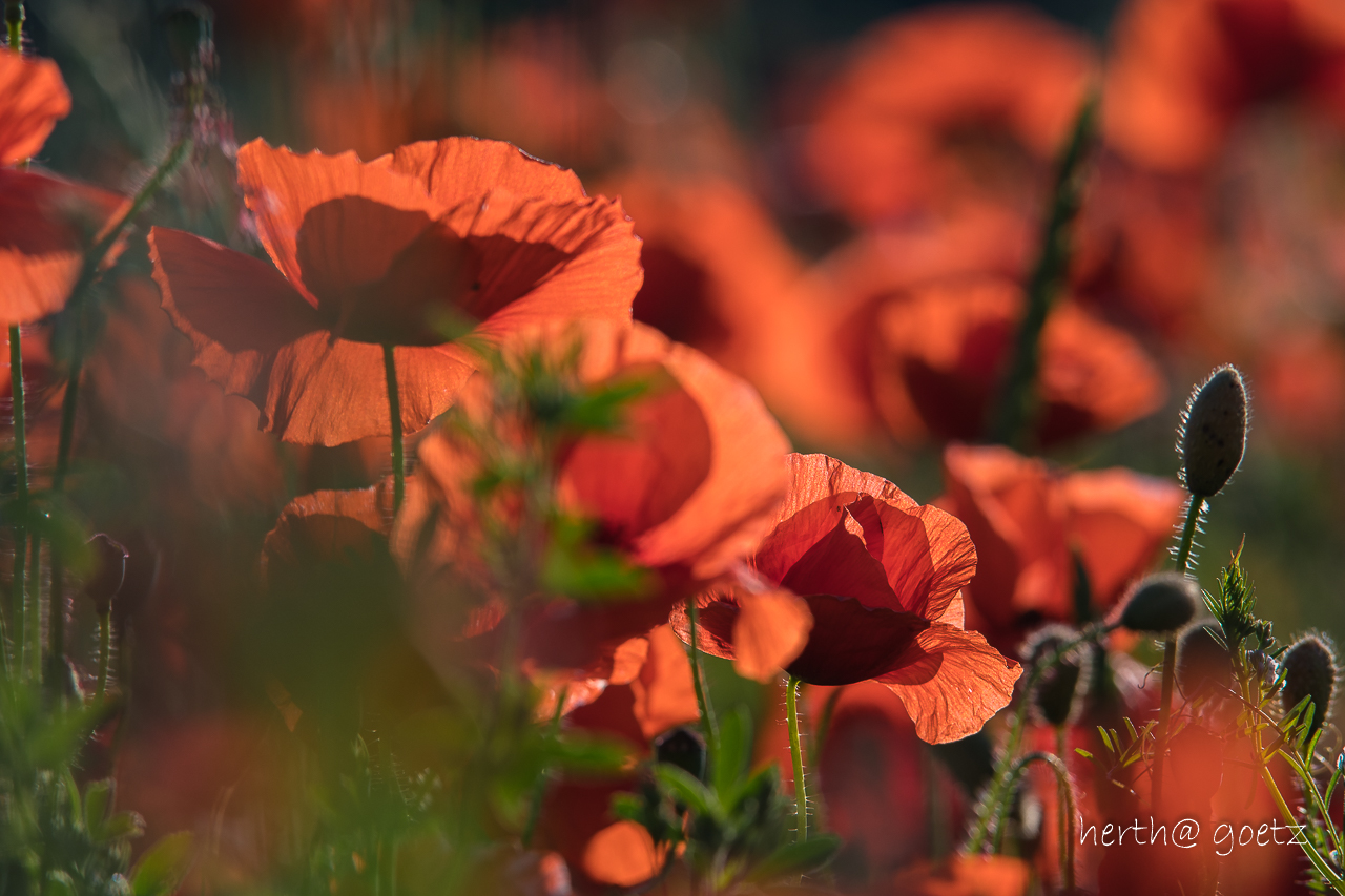 Mohnsucht Foto & Bild | jahreszeiten, sommer, mohn Bilder auf fotocommunity