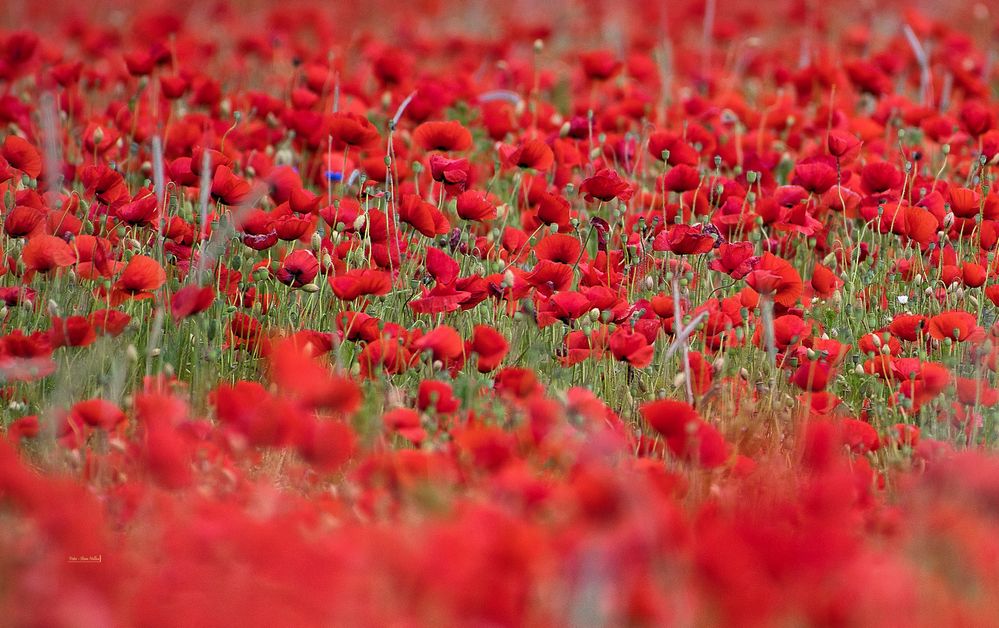 Mo(h)ntag Foto & Bild | rot, mohnfeld, sommer Bilder auf fotocommunity