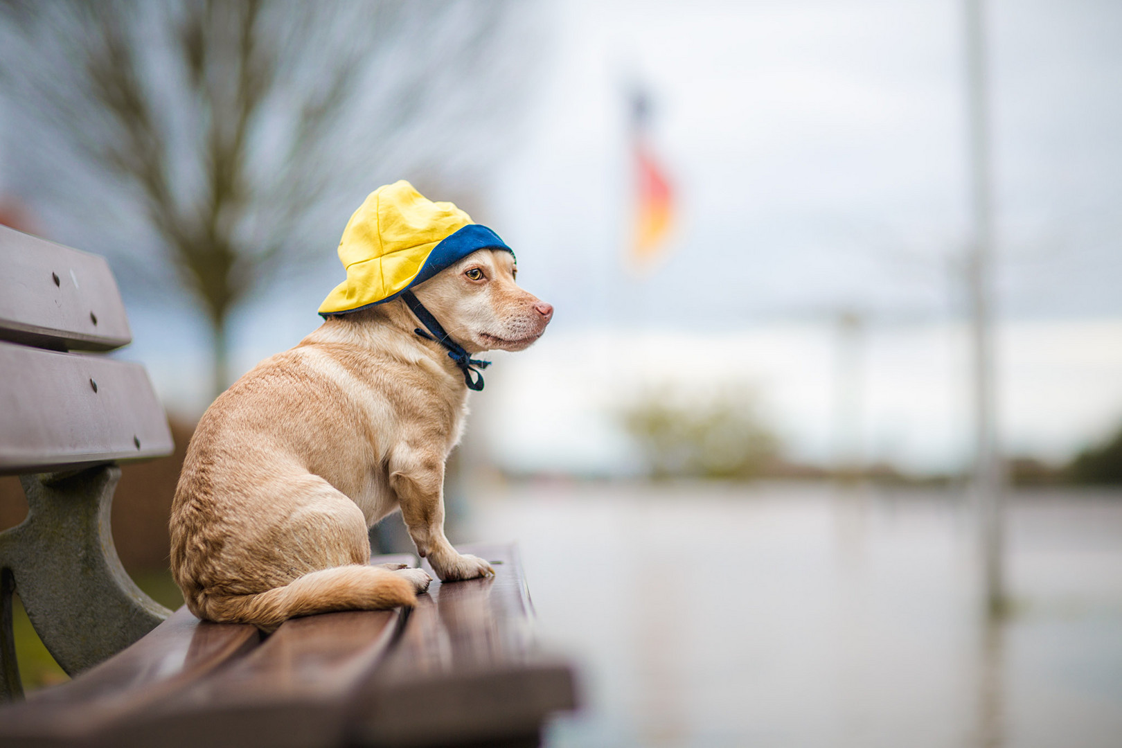 moin moin ... Foto & Bild | wasser, hund, natur Bilder auf fotocommunity moin moin ... Foto & Bild | wasser, hund, natur Bilder auf fotocommunity