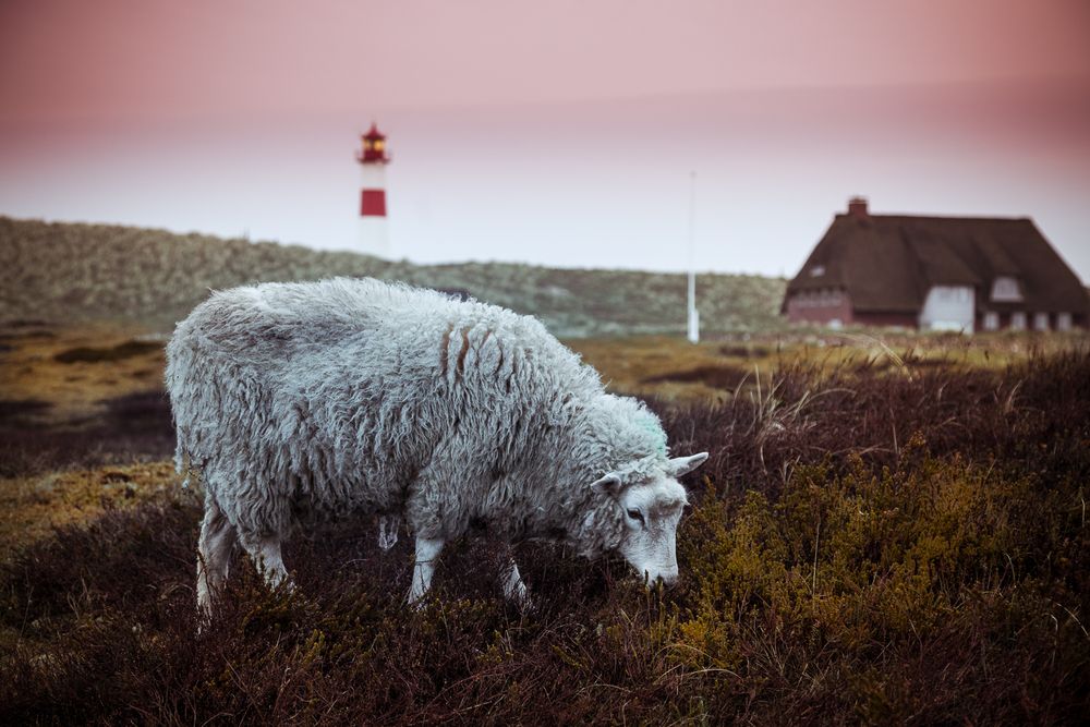 Moin Moin Foto & Bild | world, sylt, schaf Bilder auf fotocommunity