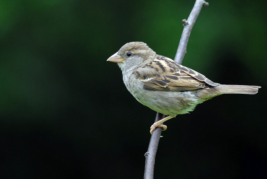 Moineau photo et image | animaux, animaux sauvages, oiseaux Images ...