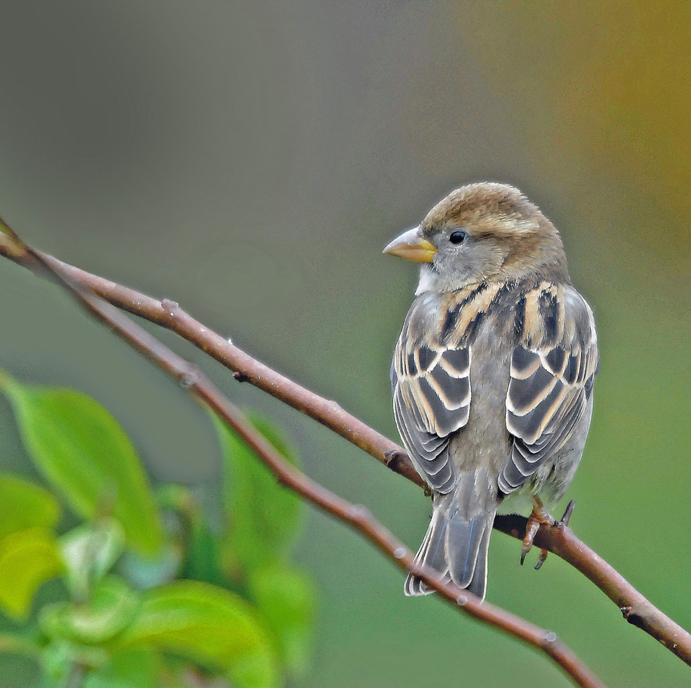 Moineau photo et image | animaux, animaux sauvages, oiseaux Images ...