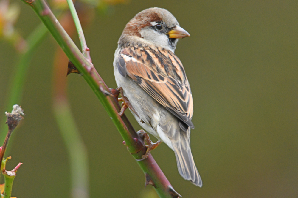 Moineau photo et image | animaux, animaux sauvages, oiseaux Images ...