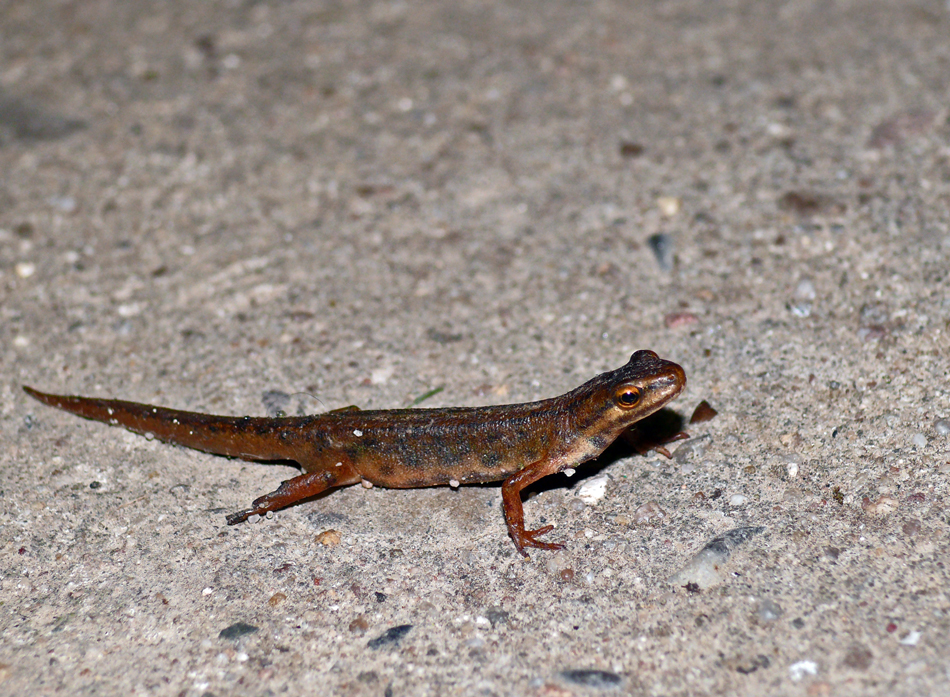 Molch.. Foto & Bild | tiere, wildlife, amphibien & reptilien Bilder auf ...